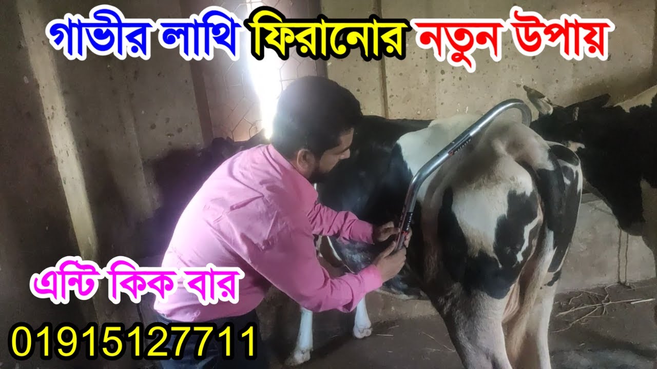 গরুর লাথি থেকে বাচার উপায়, cow anti kick lock,Anti kick bar price ...