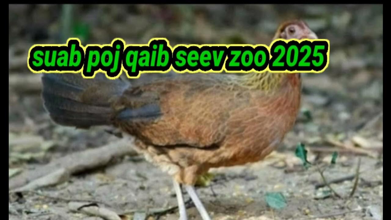 Suab poj qaib seev dib tuaj zoo tiag tiag - YouTube