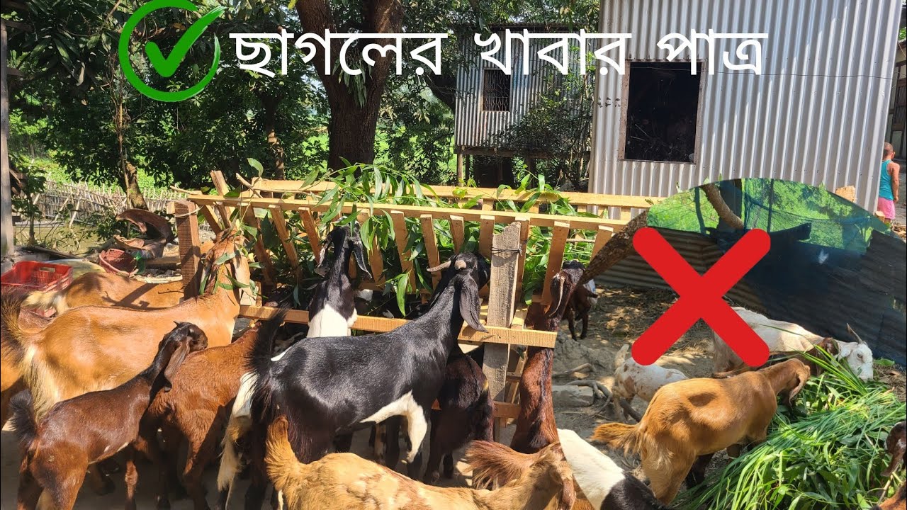 chagoler khabar patro || ছাগলের খাবার জায়গা || ছাগলের খাবার পাত্র তৈরি ...