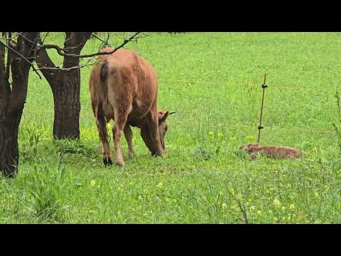 Goveda (buše) sa teladima, organski uzgoj u sistemu krava tele.. - YouTube