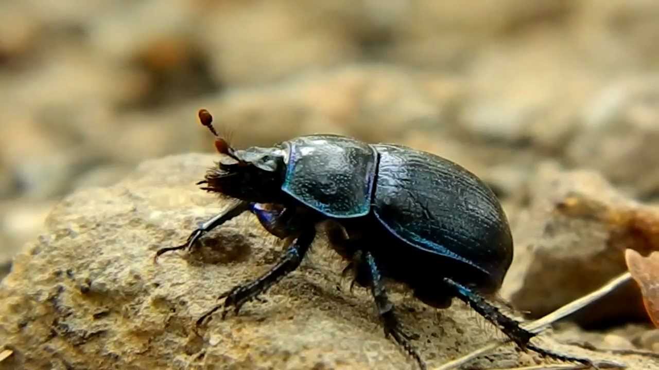 Scarabeus close-up - YouTube