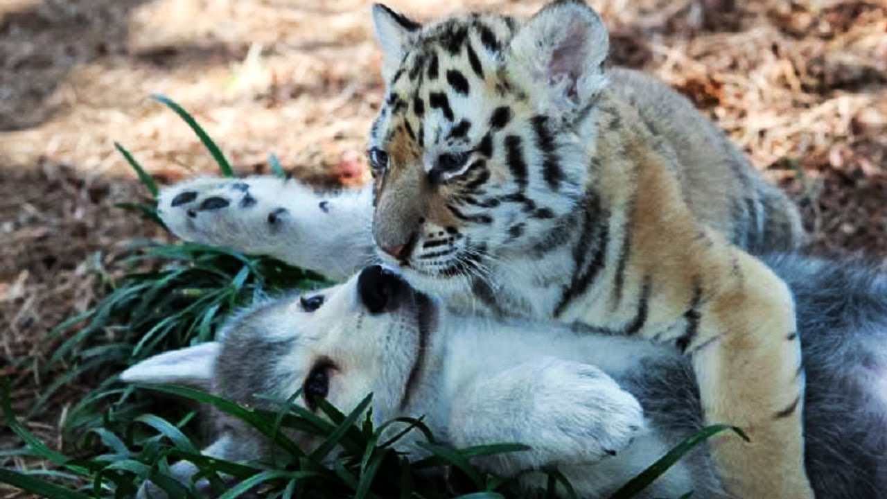 This Strange Friendship Between A Wolf And A Tiger Is Too Cute For ...