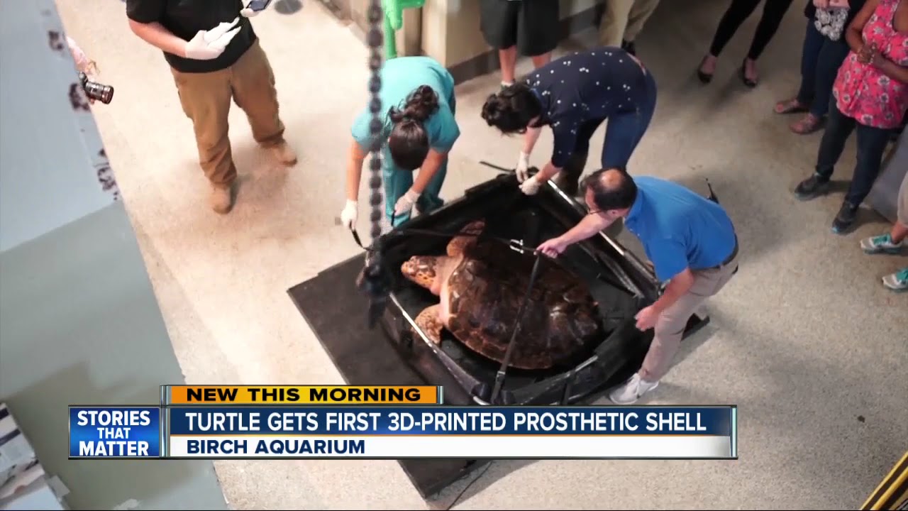 Injured turtle gets first ever 3D Printed shell prosthetic at Birch ...