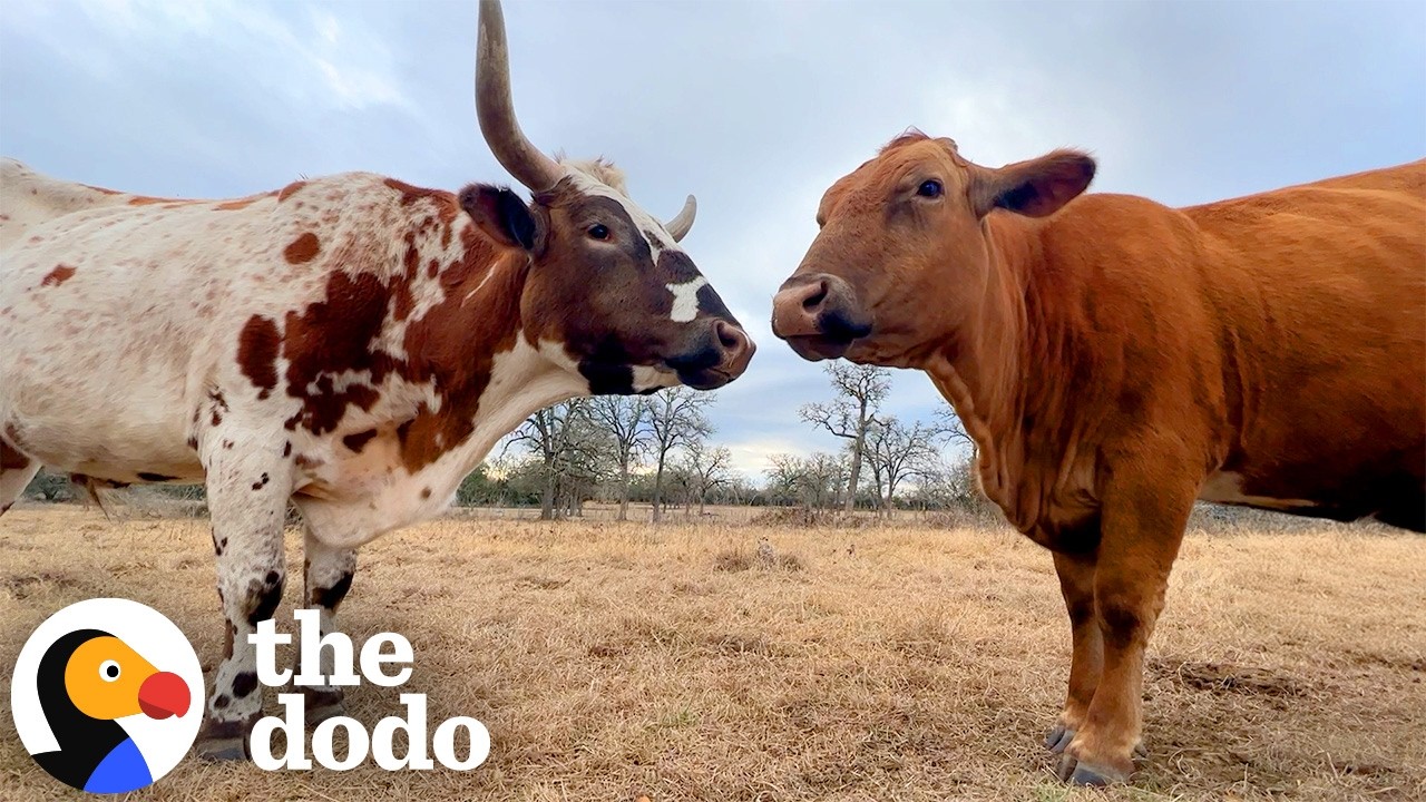 Cow Soulmates Get Rescued Just in Time to Have Their Baby | The Dodo ...