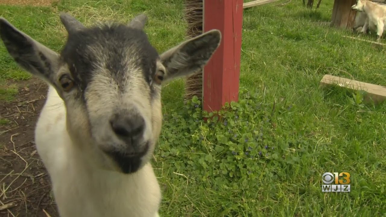 Goat Stolen From Baltimore Community Garden Returned - YouTube
