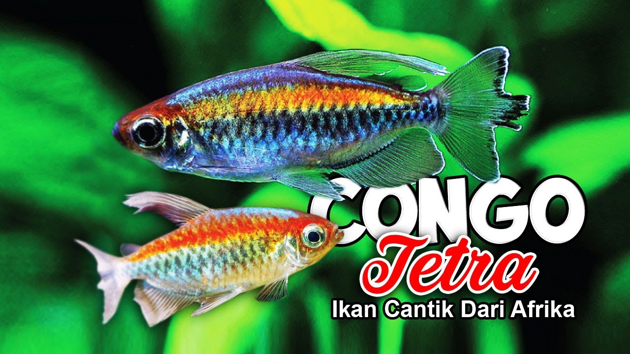 Congo Tetra, Ikan Hias Berwarna Cerah dari Afrika - YouTube