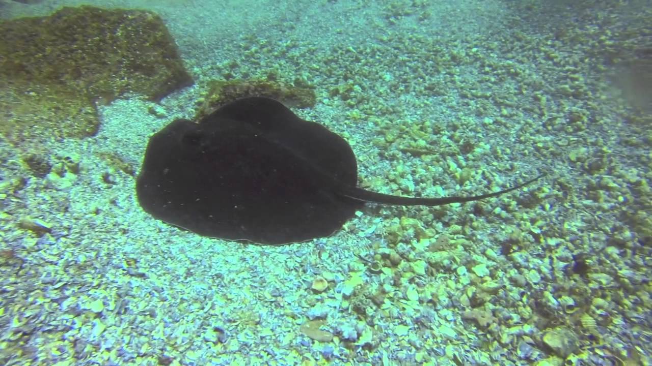 SCUBA Diving Fish Rock Cave, South West Rocks maddycee - YouTube