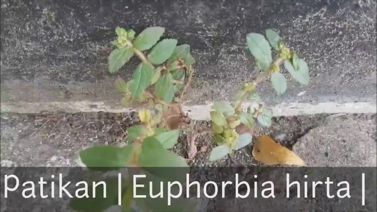 Mengenal Tanaman Patikan Euphorbia hirta - YouTube