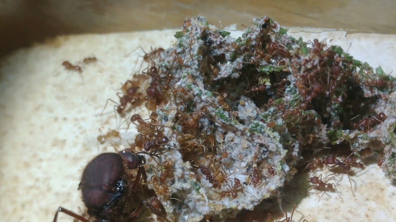 Atta mexicana fungus garden 10/24 - YouTube