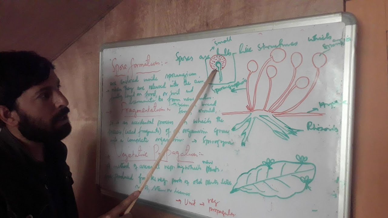 Spore formation, Fragmentation and Vegetative Propagation with diagrams ...