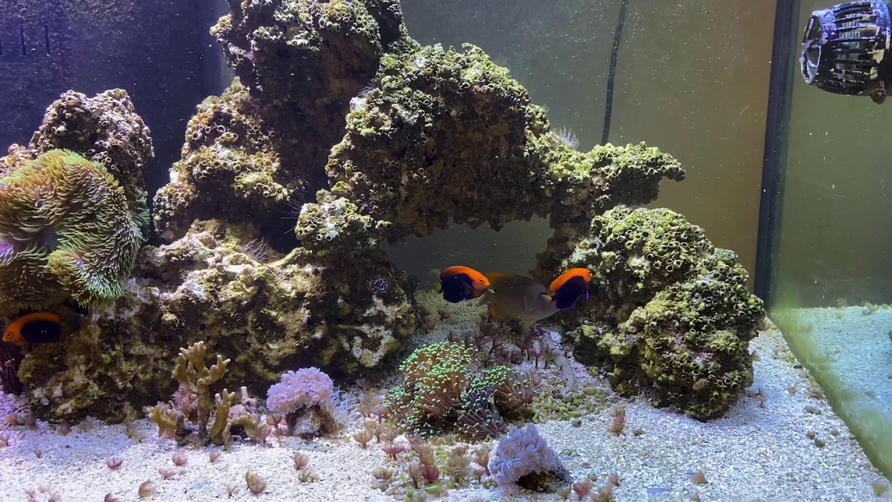 Flameback Angel Harem - YouTube