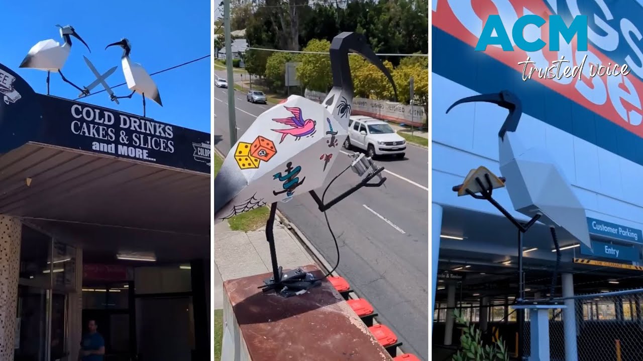 Meet the man behind Queensland’s ‘bin chicken trail’ - YouTube
