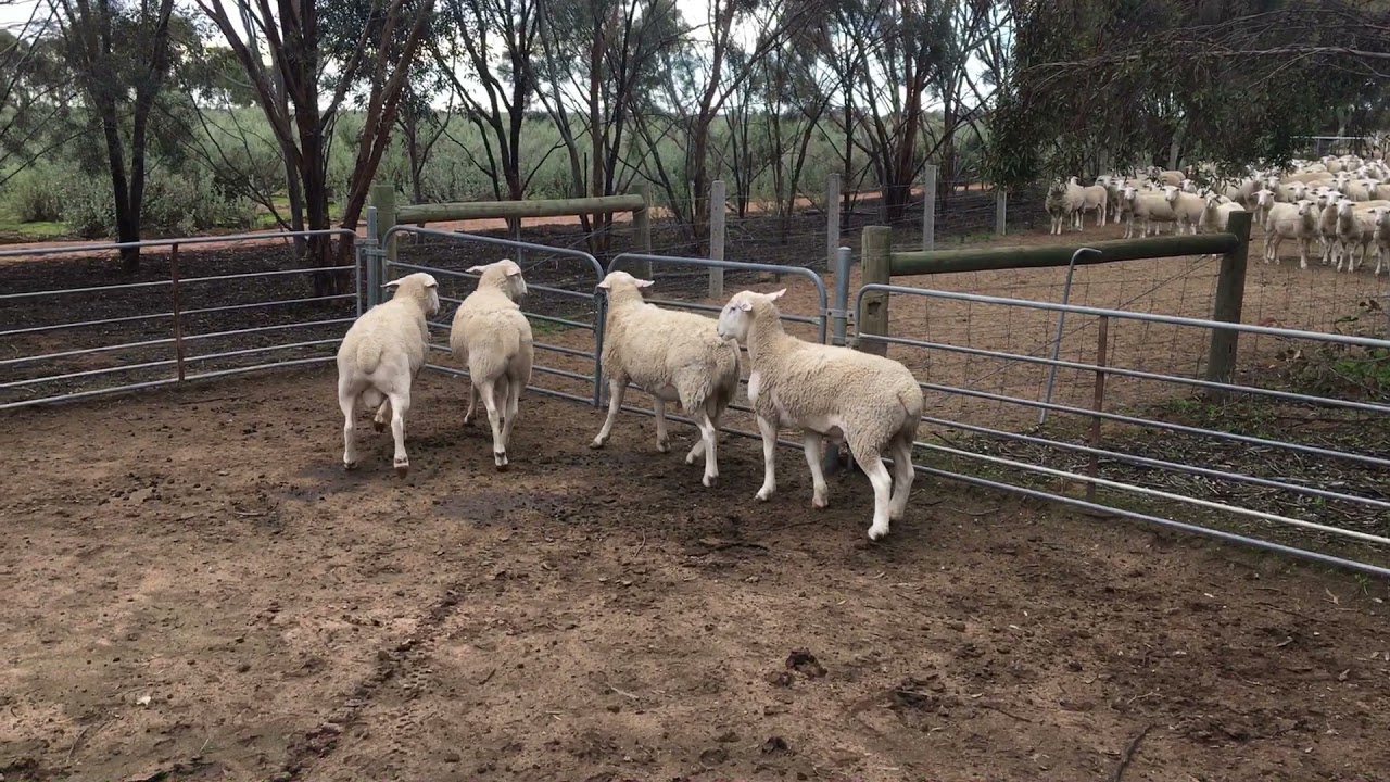 Ultra White Rams - YouTube