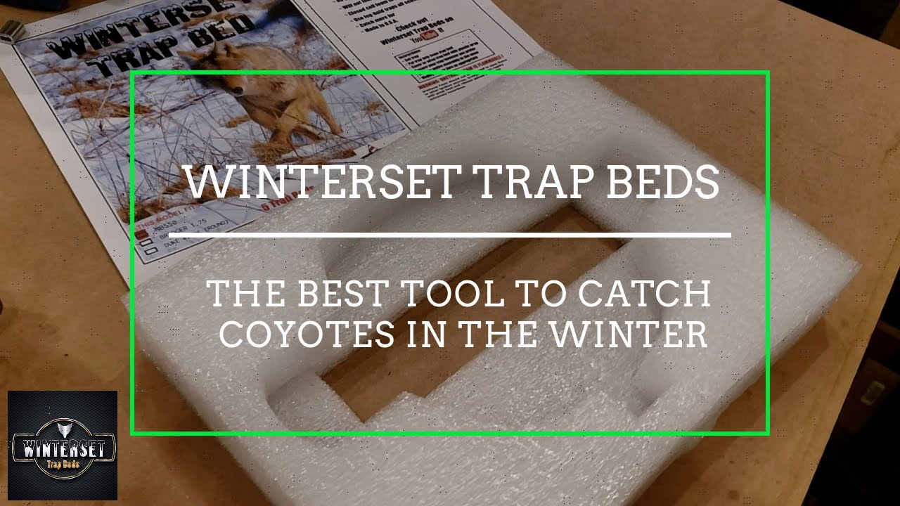 How to Trap Coyotes and Fox in Winter Weather? Winterset Trap Beds ...