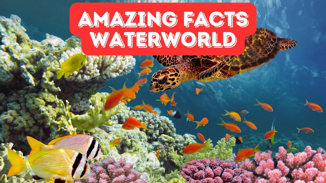 Amazing Facts Water World | Water Animals | Sea Animals - YouTube