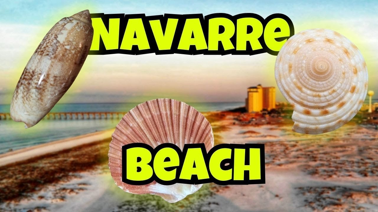 UNFORGETTABLE morning collecting SEASHELLS on Navarre Beach🌴 - YouTube