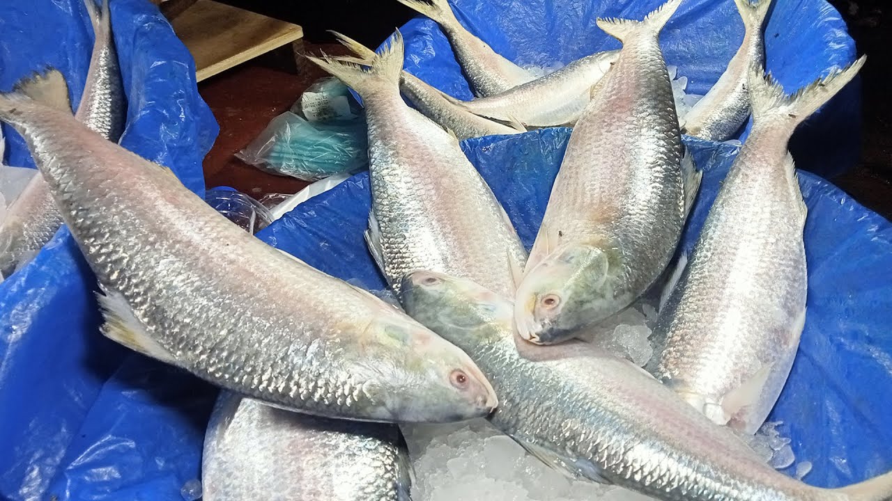 Hilsha fish bangla desh padda River || fish cutting skills video - YouTube