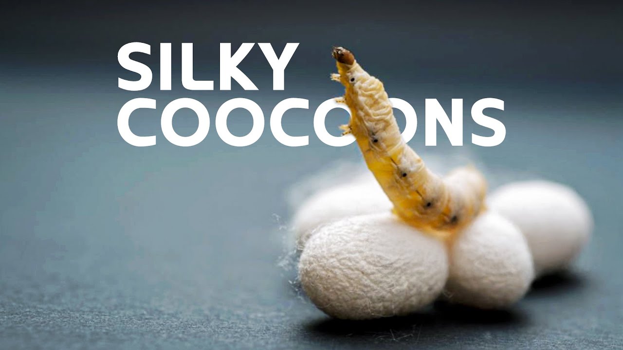 Super Silk Worms: The Surprising Key To A Plastic-Free World? 🐛 - YouTube