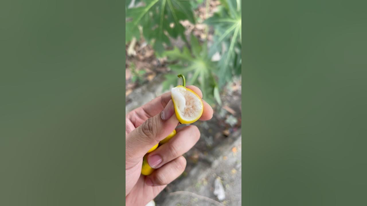 Anong tawag nyo sa prutas na ito? ang tamis #batang90s - YouTube