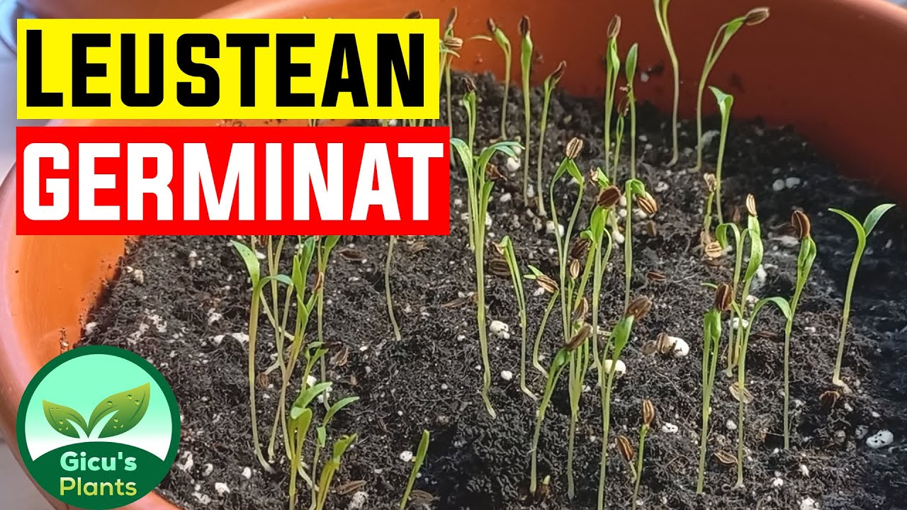 Leusteanul a germinat 🌱🌱🌱 - YouTube
