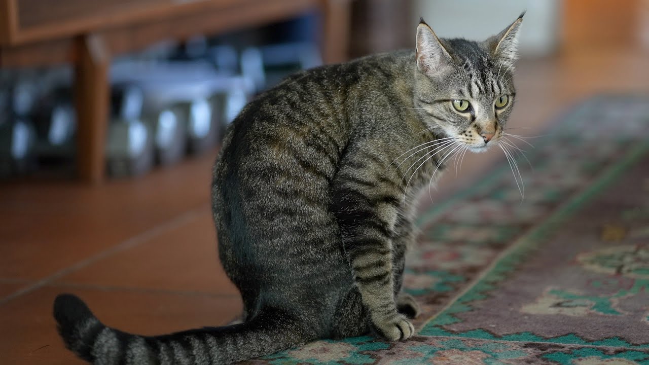 Peanut the Cat a7siii test HD 1080p - YouTube