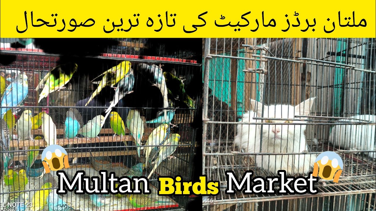 Birds Market Multan By Amir Arshad Vlogs - YouTube