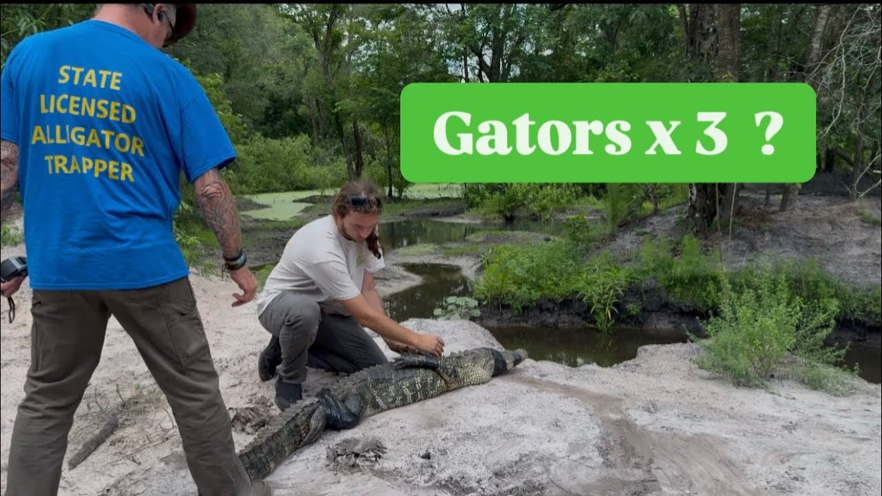 gators x 3 ? #getswamped #welcometoourlife #shareyourpassion # ...