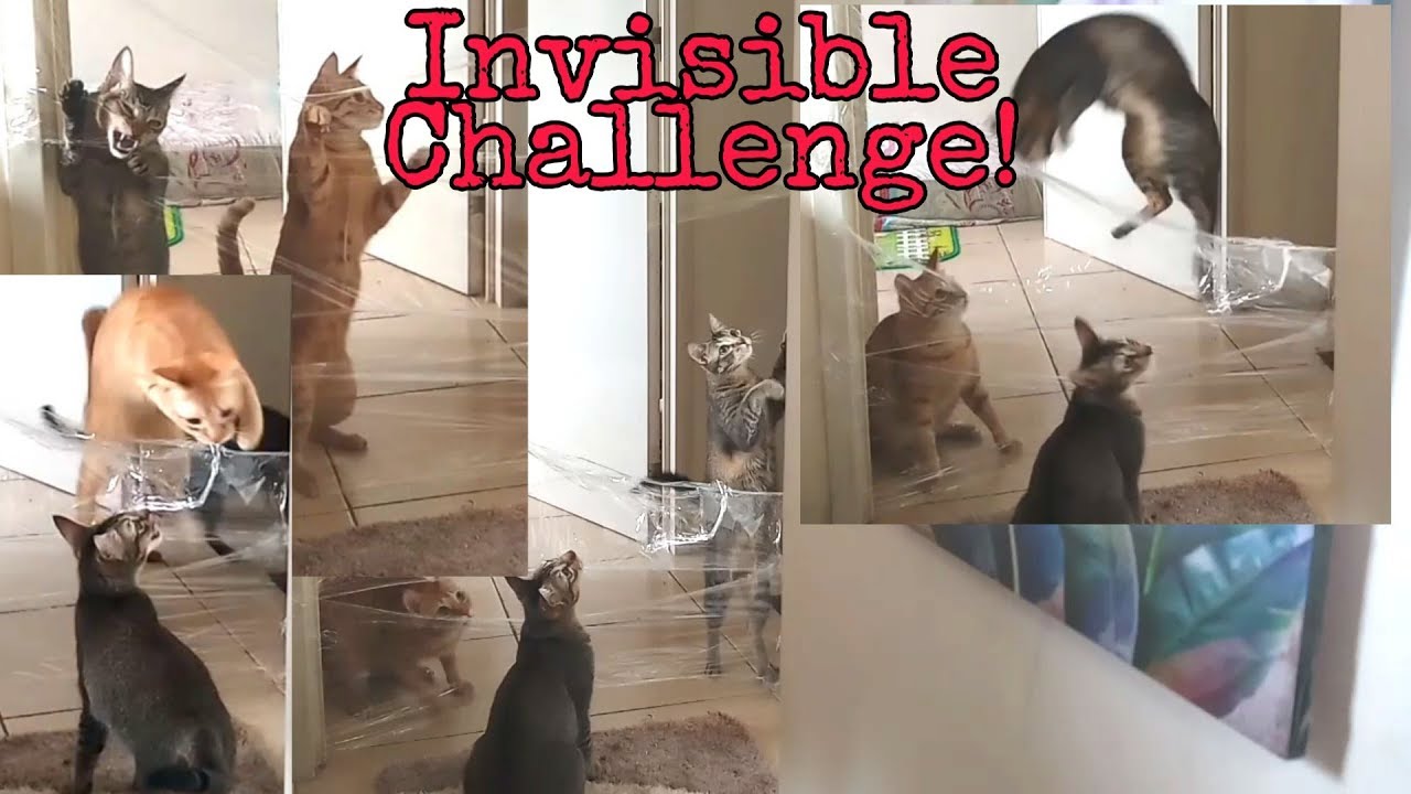 Invisible Challenge! Flying cat! - YouTube
