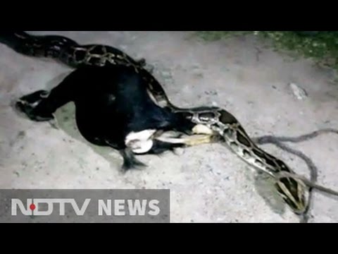 20-foot python 'rescued' after trying to swallow a goat in West Bengal ...