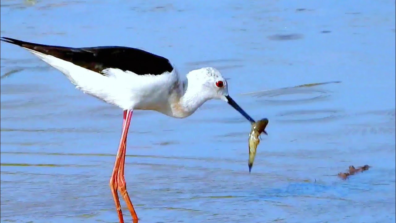 4K UHD 🐦 Bird Watching | Relaxing Nature Scenes and Bird Sounds - YouTube