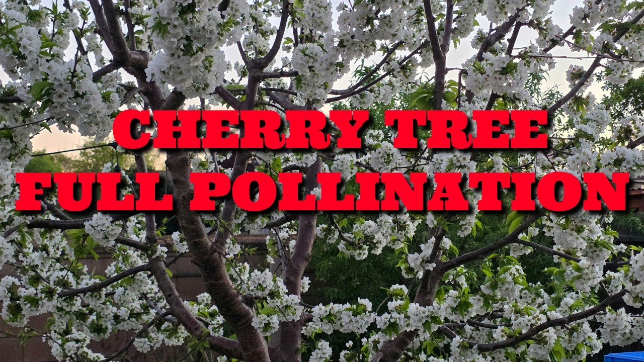 CHERRY TREE | FULL POLLINATION - YouTube