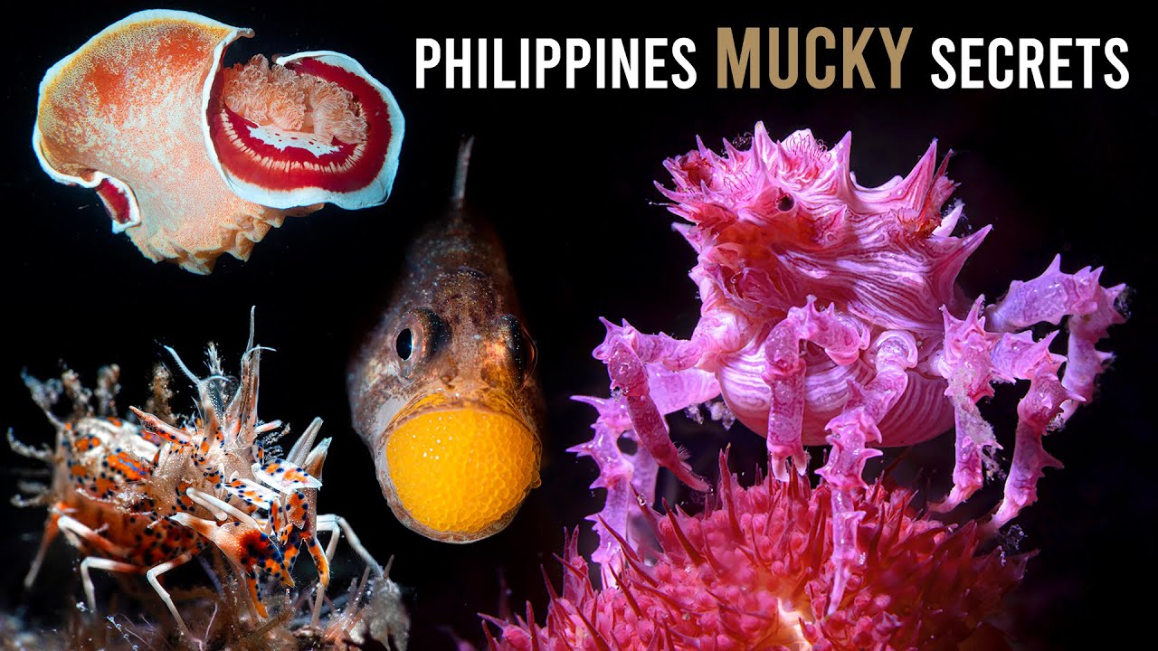 BEST MUCK DIVING IN THE WORLD - Dauin Philippines - YouTube