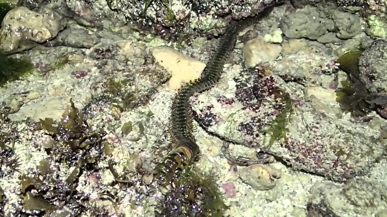 Giant Reef Worm - YouTube