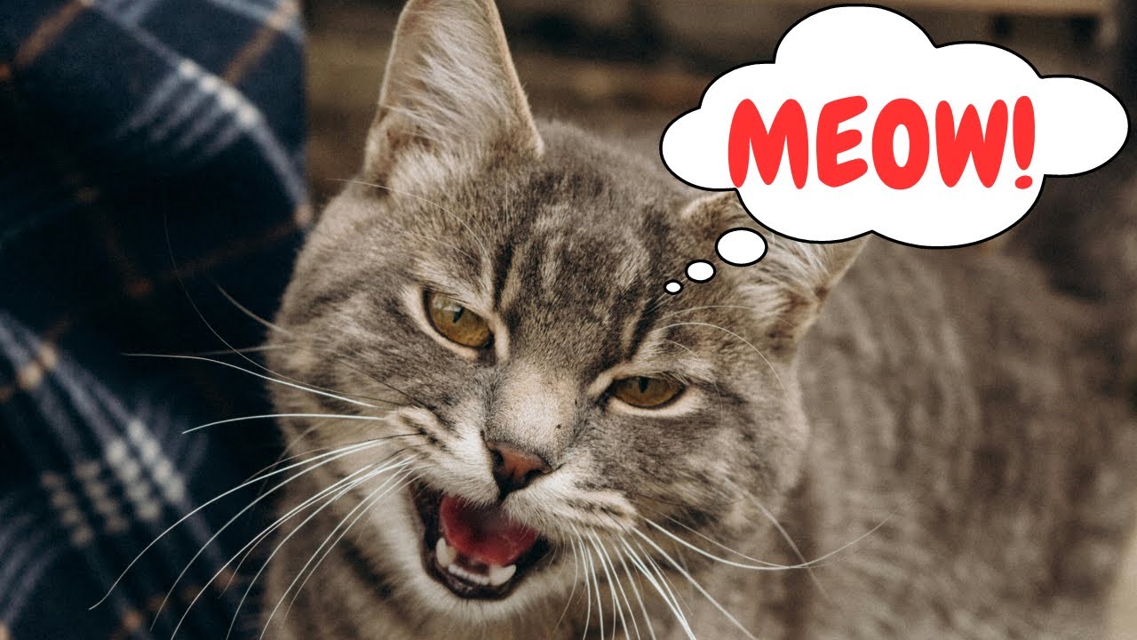 Different Types of Cat Sounds and What They Mean: Feline's ...