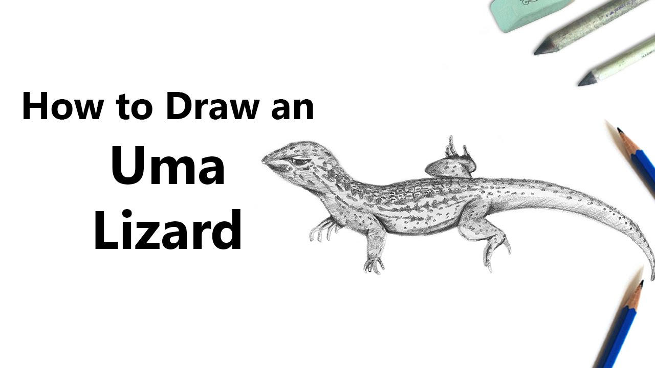How to Draw an Uma Lizard with Pencils [Time Lapse] - YouTube