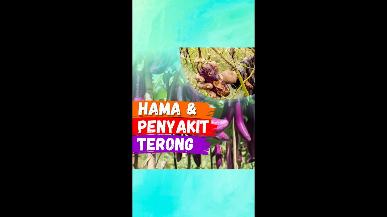 Pengebndalian Hama dan Penyakit pada Budidaya Terong #petaniterong # ...