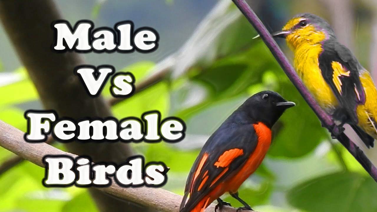 Male Vs Female Birds A Comparison Between Male And Female Birds Male Vs Female Birds A Comparison Between Male And Female Birds