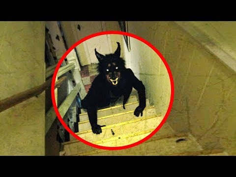 5 Werewolves Caught On Camera Spotted In Real Life