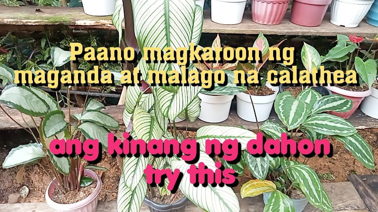 Paano magkaroon ng maganda at malago at makinang na calathea /# ...