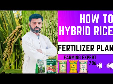 How To Hybrid Rice Fertilizer Plan = Farming Expert 786 - YouTube