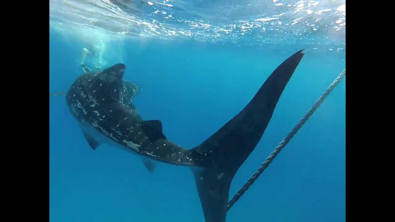 Whale Shark with Rum Runner Cairns on GOPR0 - YouTube