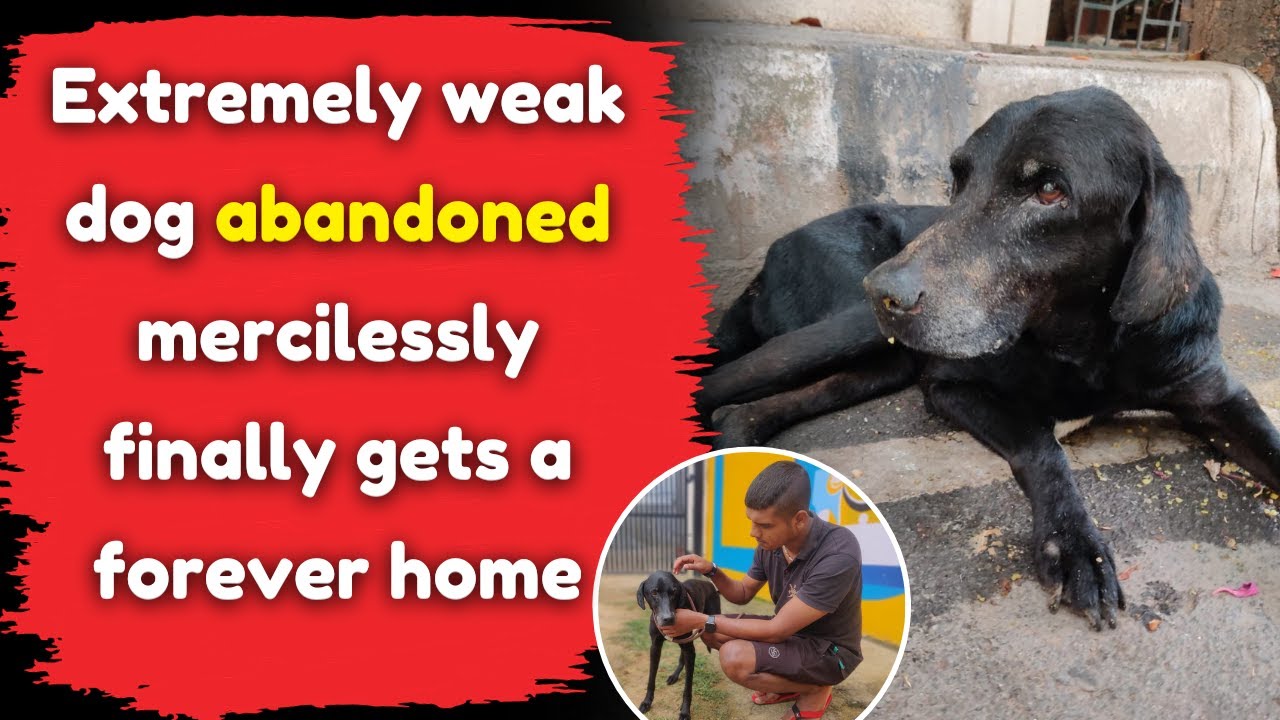 Extremely weak dog abandoned mercilessly finally gets a forever home ...