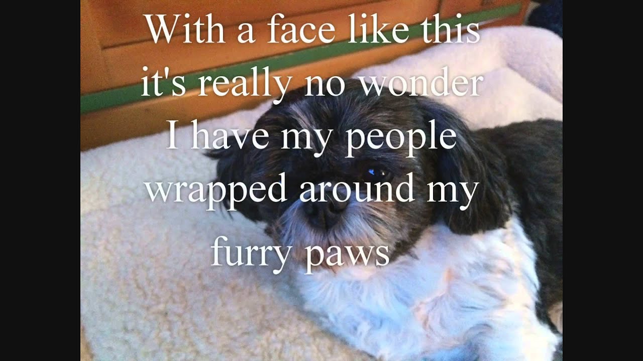 Cute, Cute, Cute, Yup I'm cute - YouTube