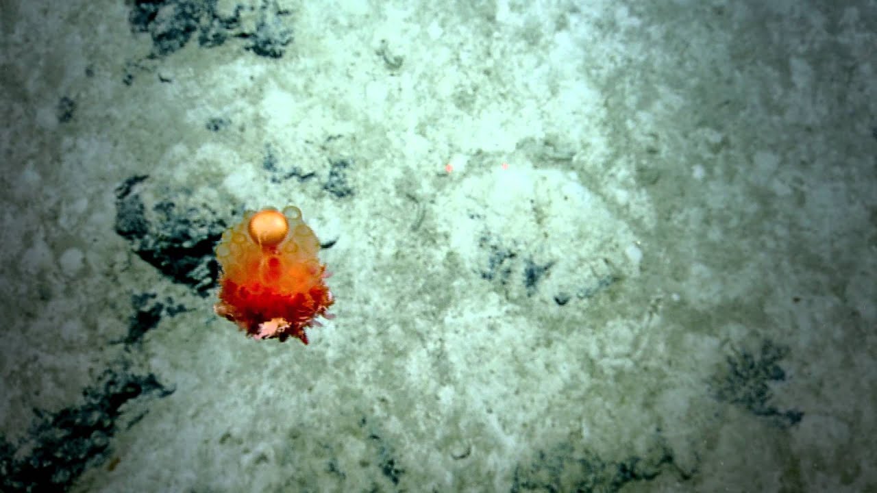 Unknown Ocean - What is this unknown creature? - YouTube