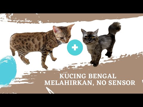 kucing Bengal melahirkan, No Sensor....