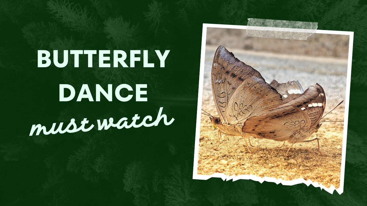 Butterfly Dance | Dance of Nature #butterfly #nature - YouTube