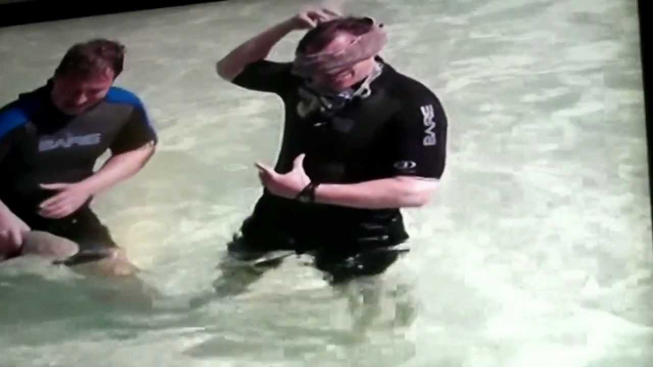 wild kratts lemon shark quiz - YouTube