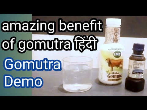 #IMC gomutra।। amazing benefit of gomutra ll gomutra demo 2023 - YouTube