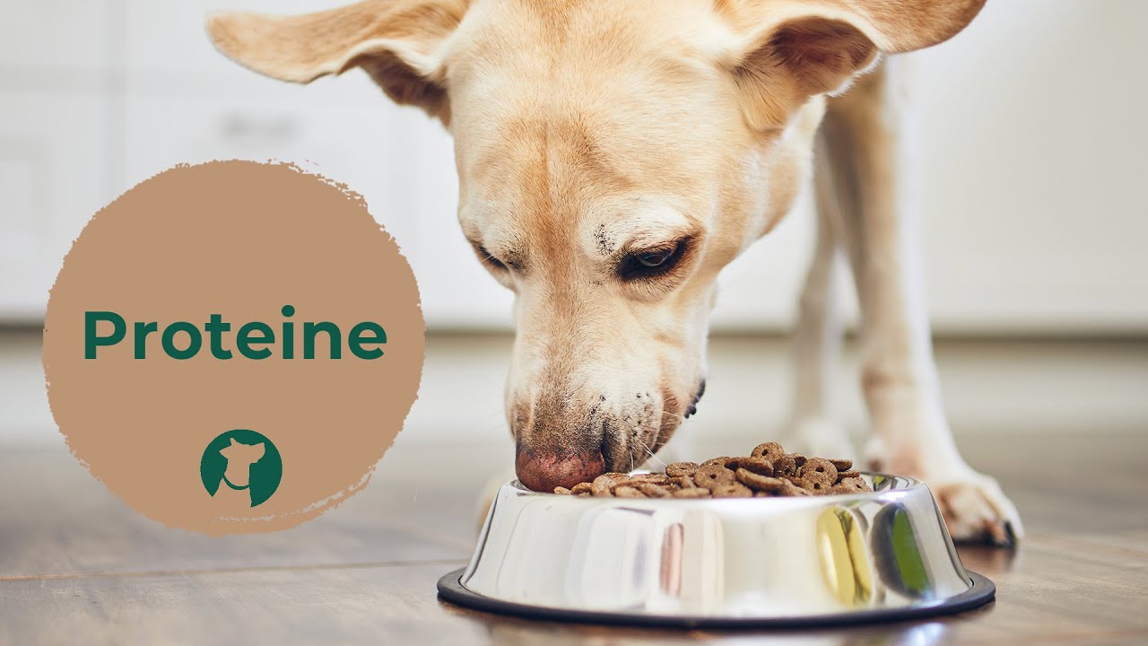 Fabelhafte Proteinbedarf Hund Berechnen Fotosnie8057