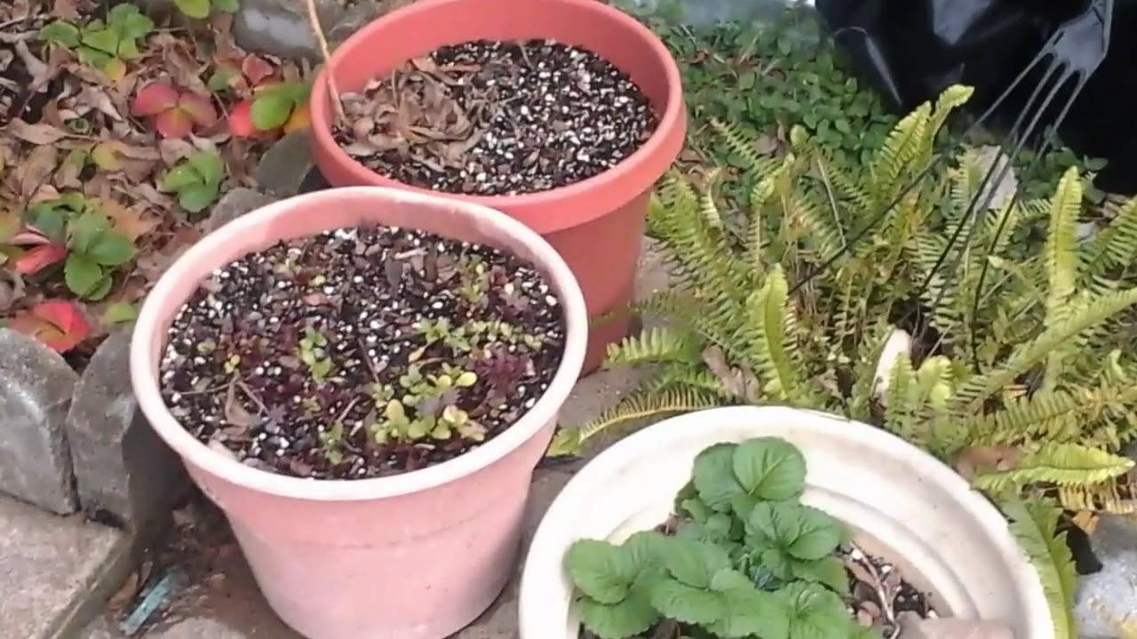Oni in the Garden January 1, 2019 - YouTube